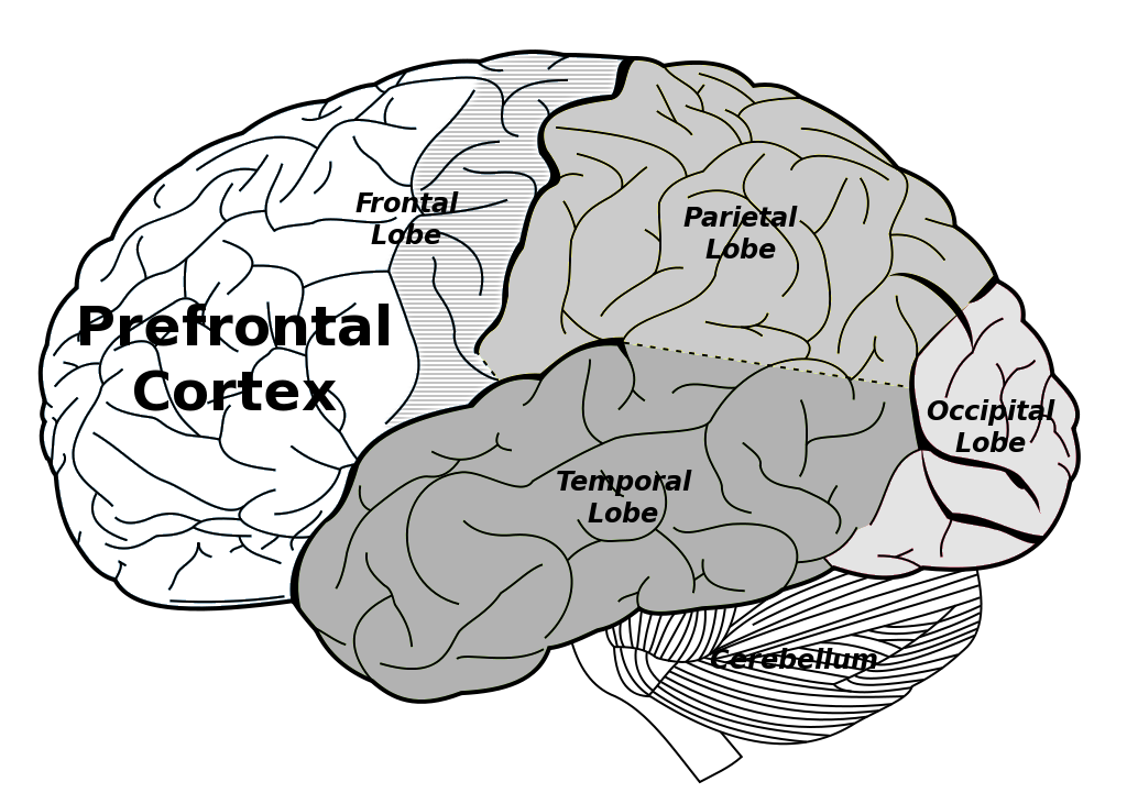 Prefrontal Cortex TUQMN Prefrontal Cortex TUQMN
