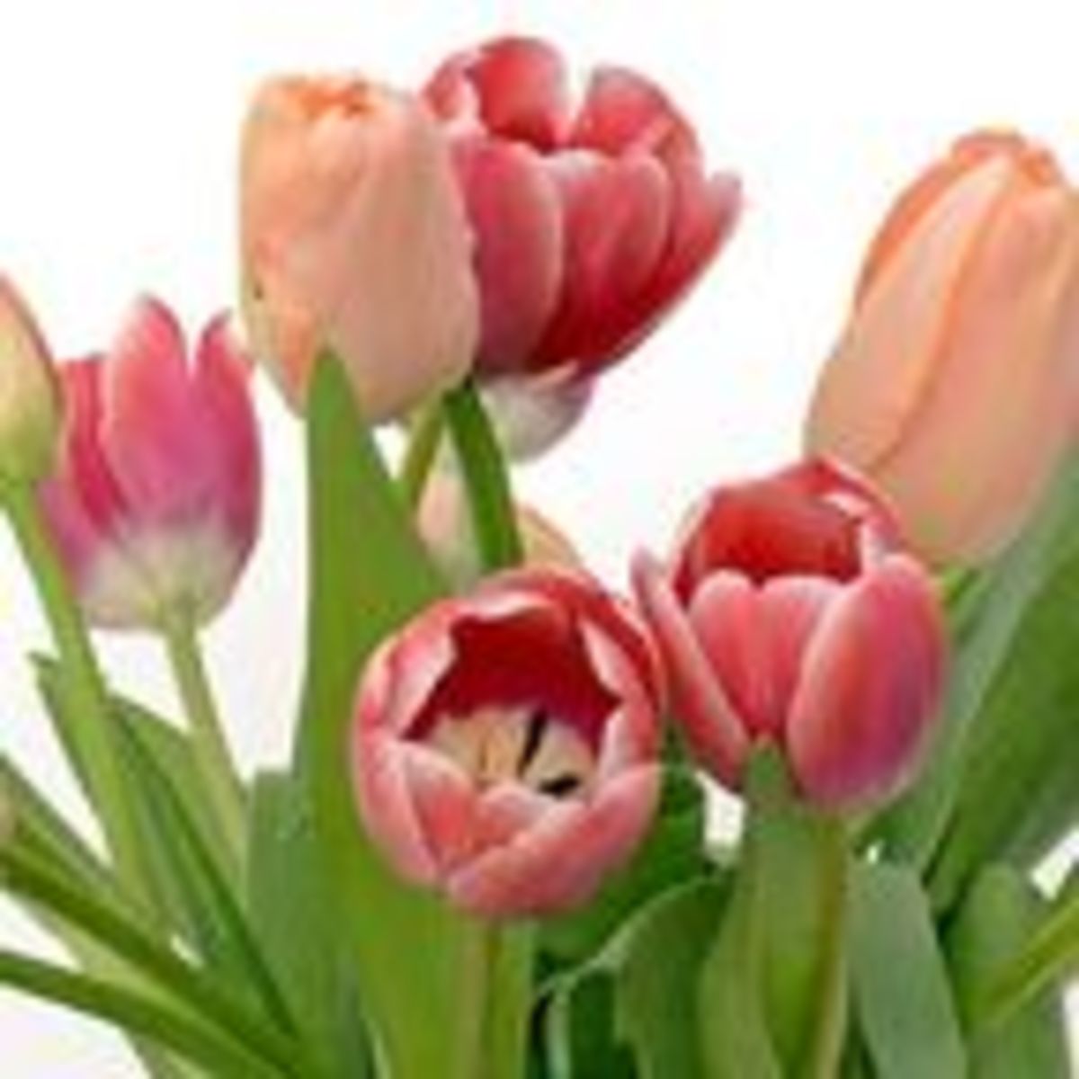 Emory Village Flowers Reviews | Best Flower Site