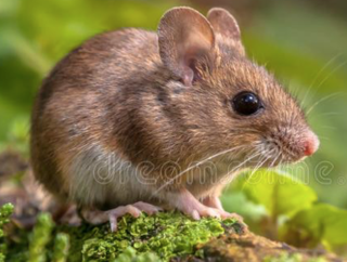 Do Uncaged Animals Produce More Reliable Science? | Psychology Today