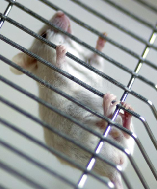 Do Uncaged Animals Produce More Reliable Science? | Psychology Today