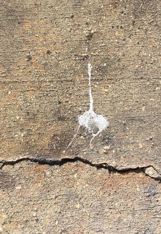 What Can We Learn From Bird Poop? | Psychology Today