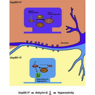What Causes Autism? Scientists Find a New Genetic Factor | Psychology ...