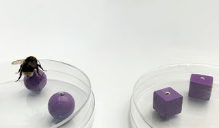 Bumble Bees Can Recognize Objects Across Senses | Psychology Today