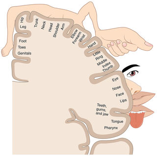 Mapping Your Brain | Psychology Today