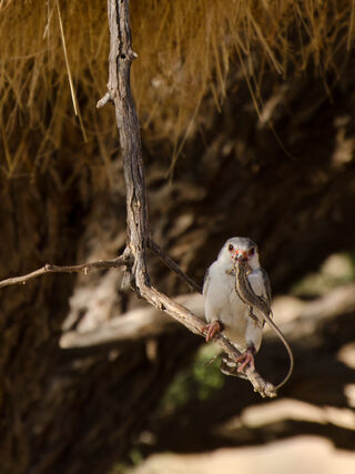 pygmy falcon predators