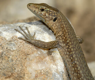 The Lizard and the Rotting Meat Lily | Psychology Today