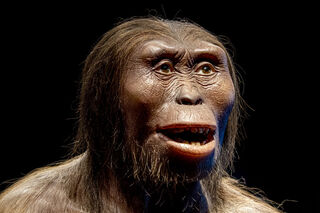 We Have Neanderthals to Thank for These Genetic Traits | Psychology ...