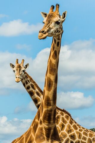 Female Giraffes With Friends Survive Better Than Loners | Psychology Today