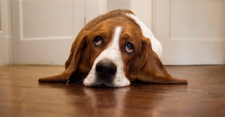 We Know Animals Have Personalities. Does That Make Them Persons ...