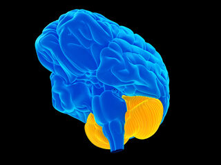 Genetic Link to Autism May Be Rooted in the Cerebellum | Psychology Today
