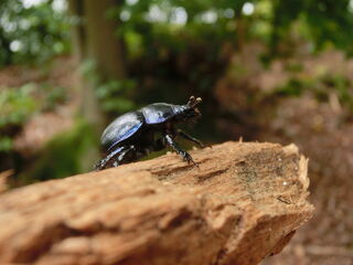 Light Pollution Leads Dung Beetles Astray | Psychology Today