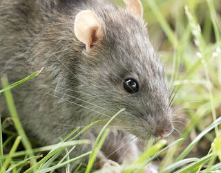 Rats Are Pollinators, Too | Psychology Today