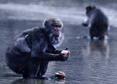 Creativity on the Wild Side: Animal Innovation | Psychology Today