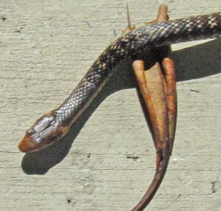 Living With Snakes | Psychology Today