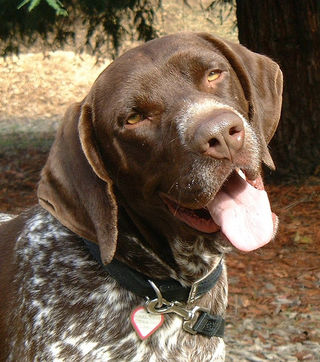 pointer chocolate lab mix
