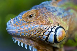 Please Keep Your Emotional Support Iguana Off My Couch | Psychology Today