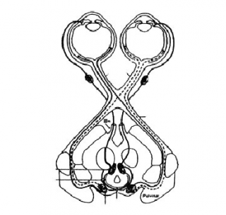 It Is All in the Eyes | Psychology Today