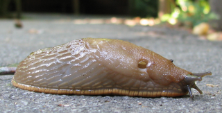 The Slug | Psychology Today