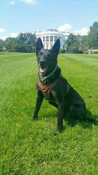 Secret Service Dogs: How Their Work Is Vital to Our Safety | Psychology ...