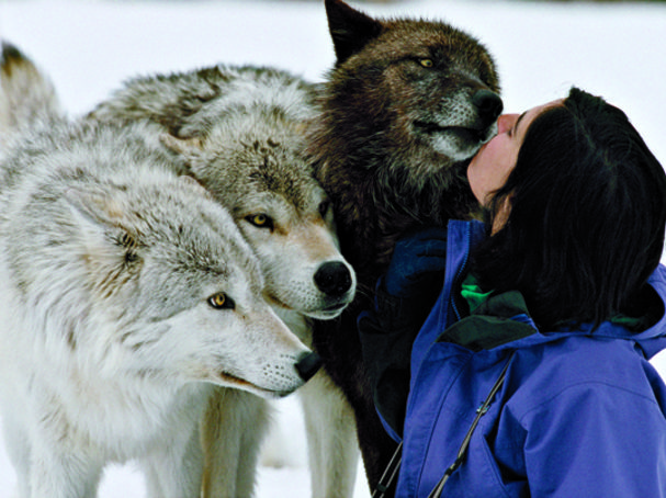 The Story of Yellowstone Wolf 8: From Underdog to Alpha Male ...