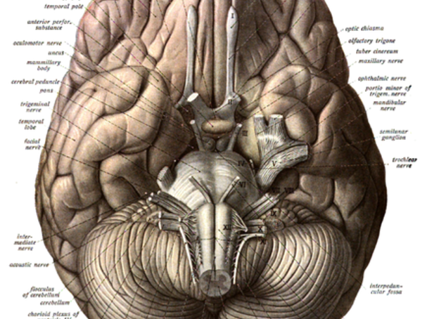 In a Crisis, Follow the Leader | Psychology Today