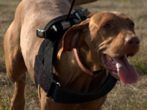 Are the Top Dogs on the Social Ladder Targets of Aggression ...