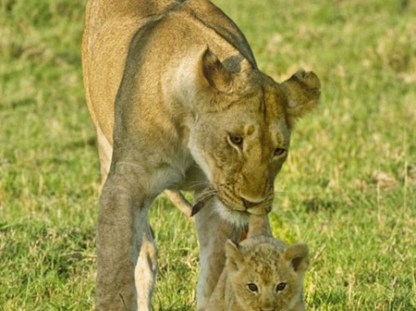 The Role of Emotional Harm in Animal Cruelty | Psychology Today Canada