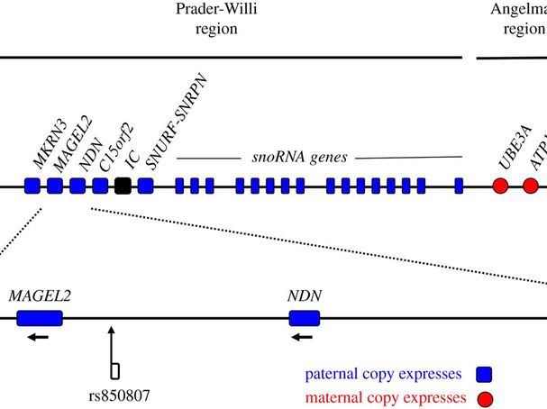 The Imprinted Brain Theory in a Thousand Words | Psychology Today Canada