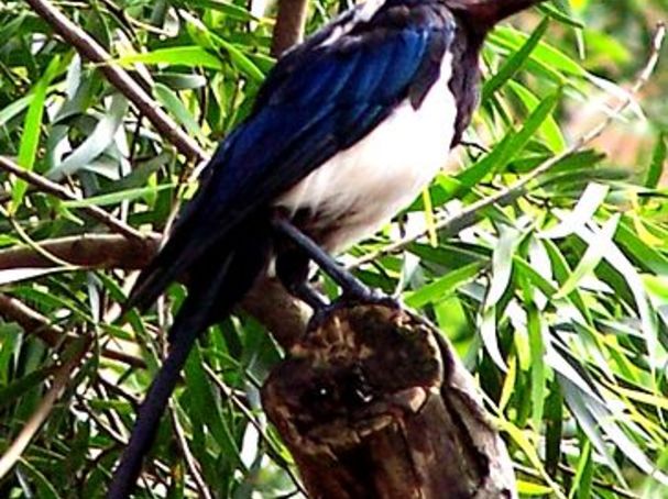 The Surprising Neuroscience of Pigeon Intelligence | Psychology Today