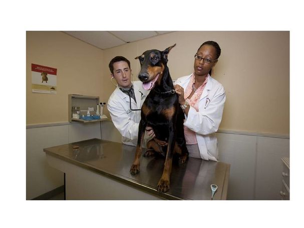 Why Do Small Dogs Have So Many Psychological Problems? | Psychology Today