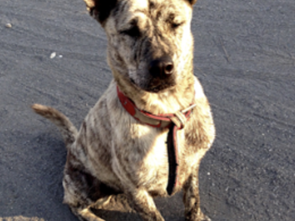 Dominance in Free-Ranging Dogs: Age and Social Tolerance | Psychology Today