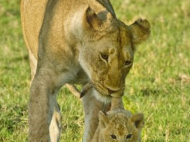 The Role of Emotional Harm in Animal Cruelty | Psychology Today Canada