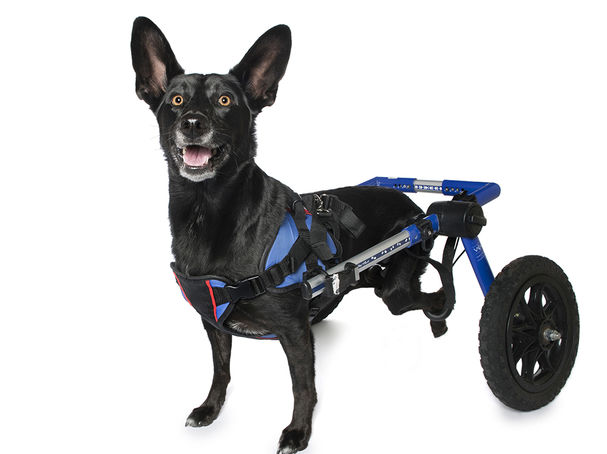 Allowed to Grow Old: Radiant Portraits of Elderly Animals | Psychology ...