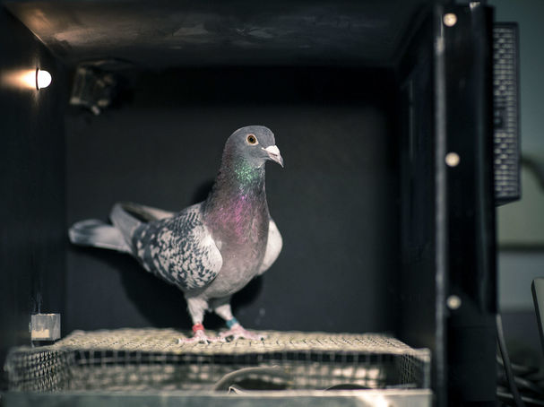 The Surprising Neuroscience of Pigeon Intelligence | Psychology Today