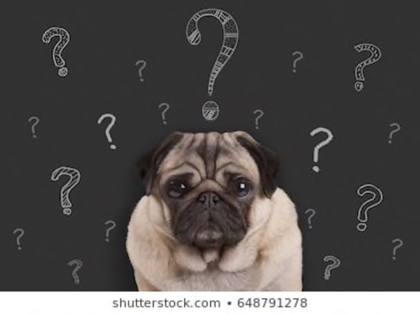 Why Dogs Matter | Psychology Today