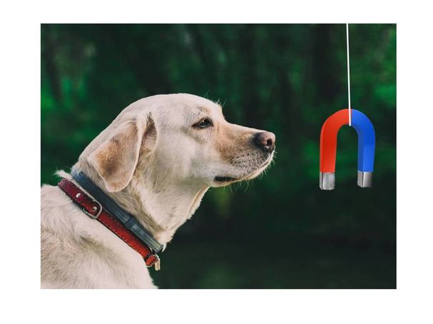 Do Dogs Have an Internal Magnetic Compass for Navigation? | Psychology ...