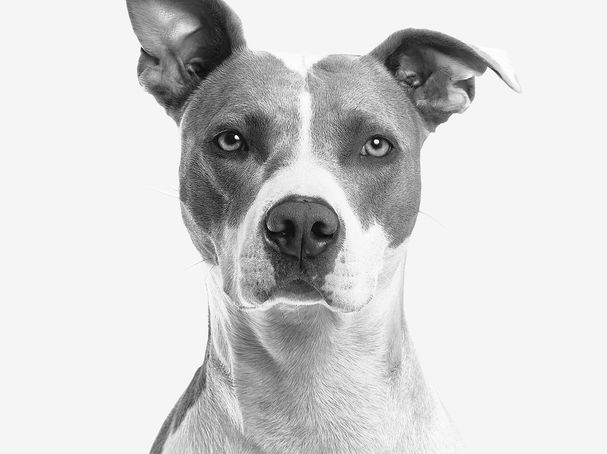 The Role of Emotional Harm in Animal Cruelty | Psychology Today Canada