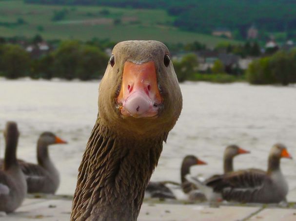 GETTING GOOSED | Psychology Today