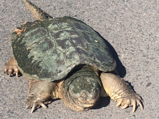 It's Time to Stop Pretending Fishes Don't Feel Pain | Psychology Today