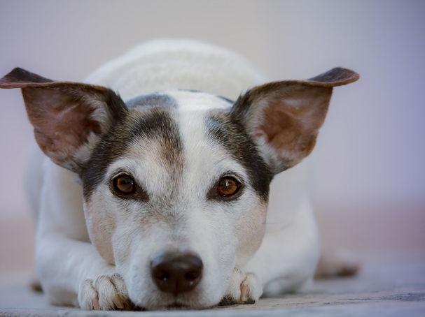 The Role of Emotional Harm in Animal Cruelty | Psychology Today Canada