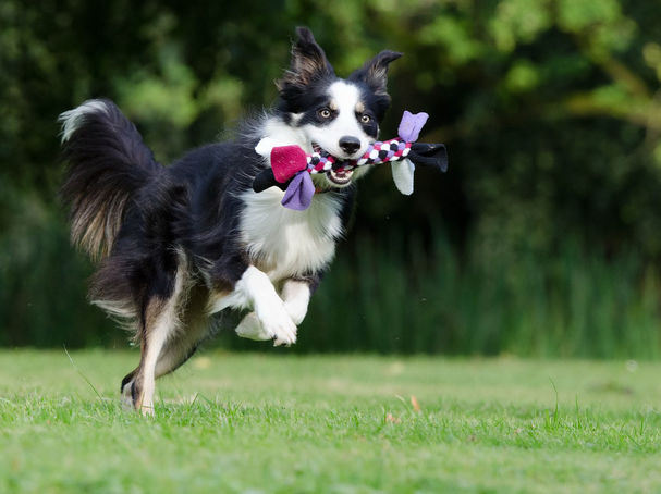 Why Dogs' Happiness Matters | Psychology Today