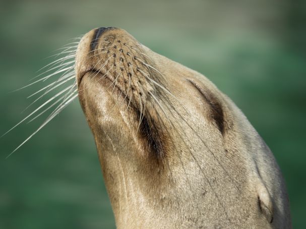 Animal Altruism? | Psychology Today