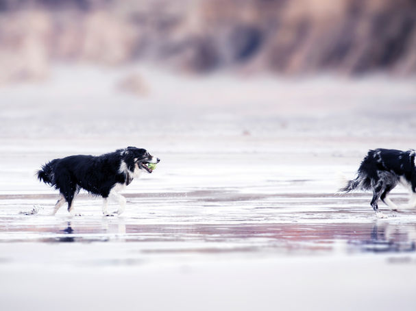 Why Dogs' Happiness Matters | Psychology Today