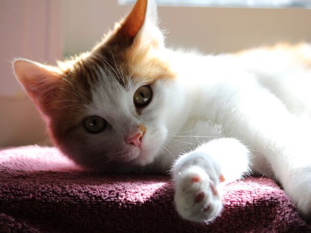 Cats Are Attached to Humans, After All | Psychology Today