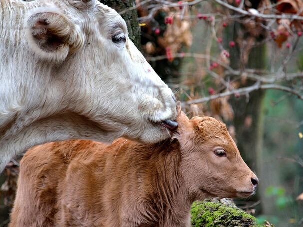 Is Dairy Farming Cruel to Bright and Emotional Cows? | Psychology Today