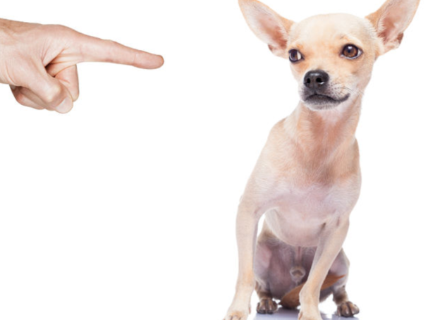 Open Adoptions in Shelters Help Animals and People | Psychology Today