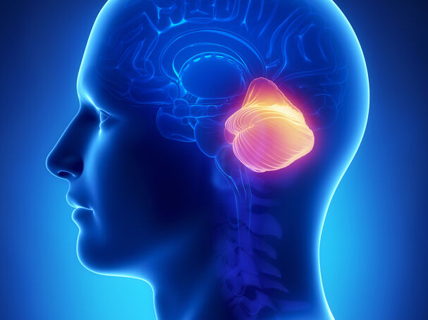 How is the Cerebellum Linked to Autism Spectrum Disorders? | Psychology ...