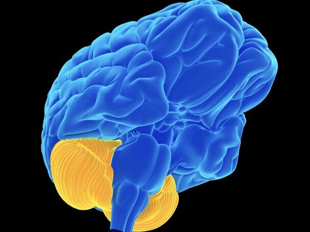 Unused Brain Regions Can Be Repurposed via Neuroplasticity | Psychology ...