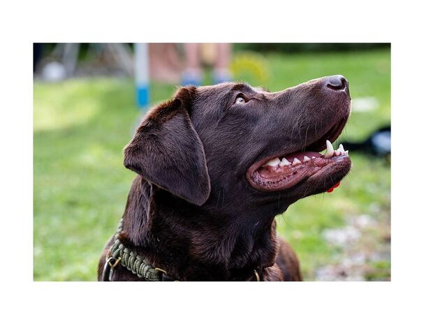 Do Dogs Have a Sixth Sense? | Psychology Today