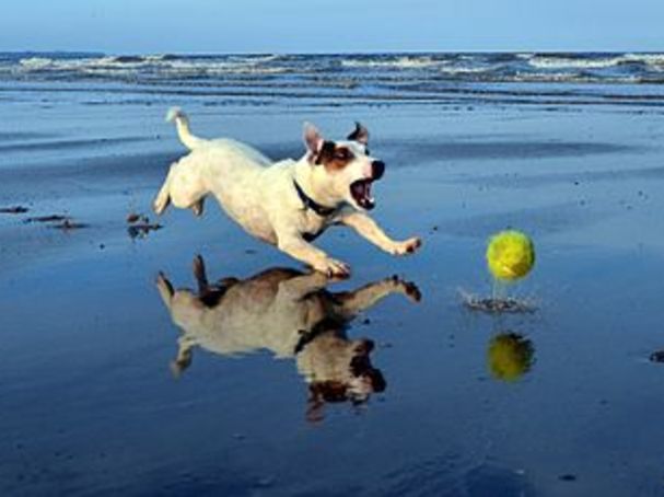 Wolves Demonstrate Self-Awareness in Sniff Test | Psychology Today Canada